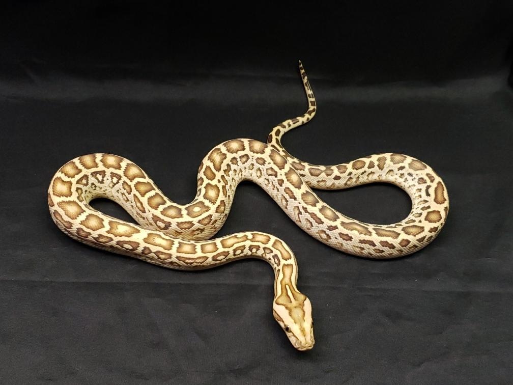 Hypo 100% Het Granite 66% Het Albino Burmese Python by CV Exotics inc ...
