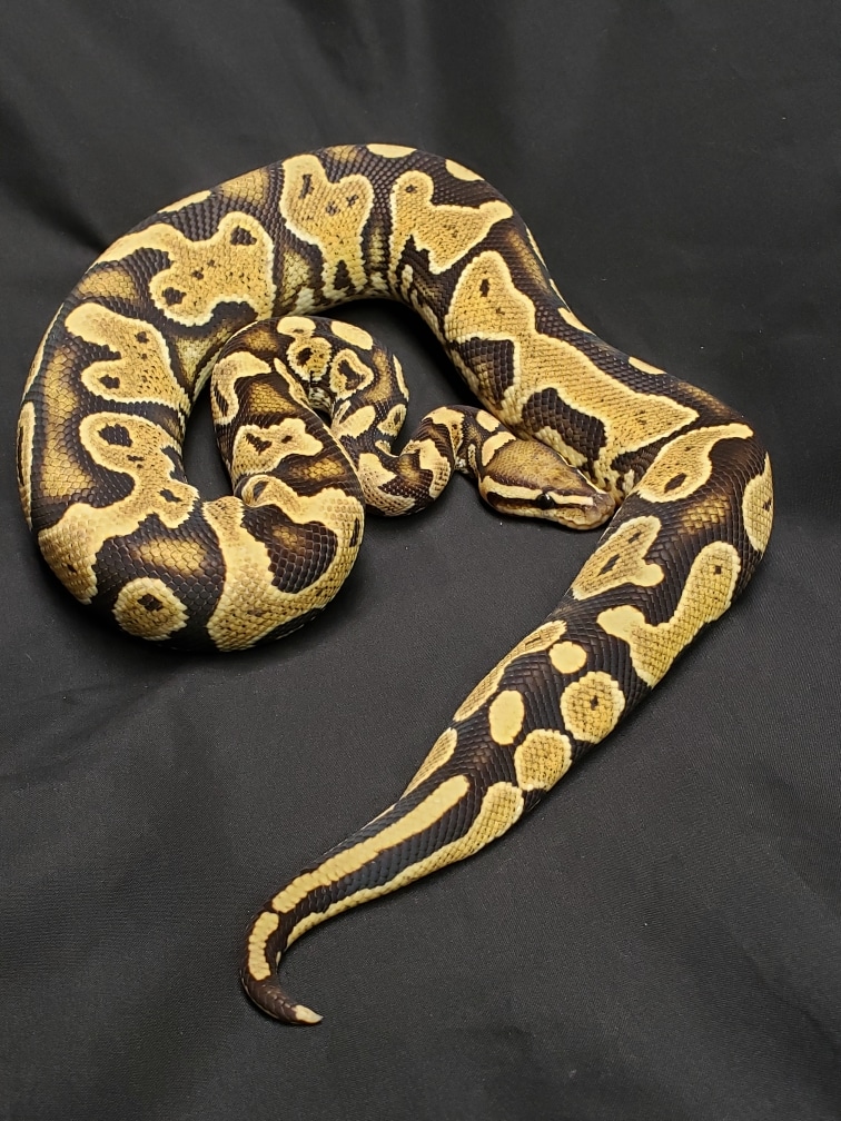 White Lace 66% Het Clown Ball Python by CV Exotics inc. - MorphMarket