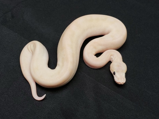 Super Pastel Champagne Lesser Ball Python by CV Exotics inc.