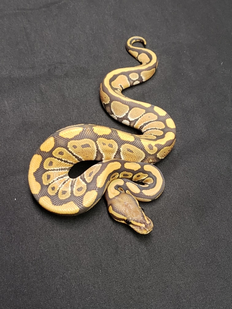 Orange Ghost Ball Python by CV Exotics inc. - MorphMarket