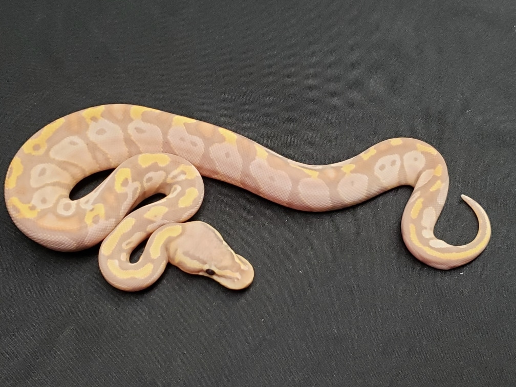 Super Pastel Banana Ball Python by CV Exotics inc. - MorphMarket