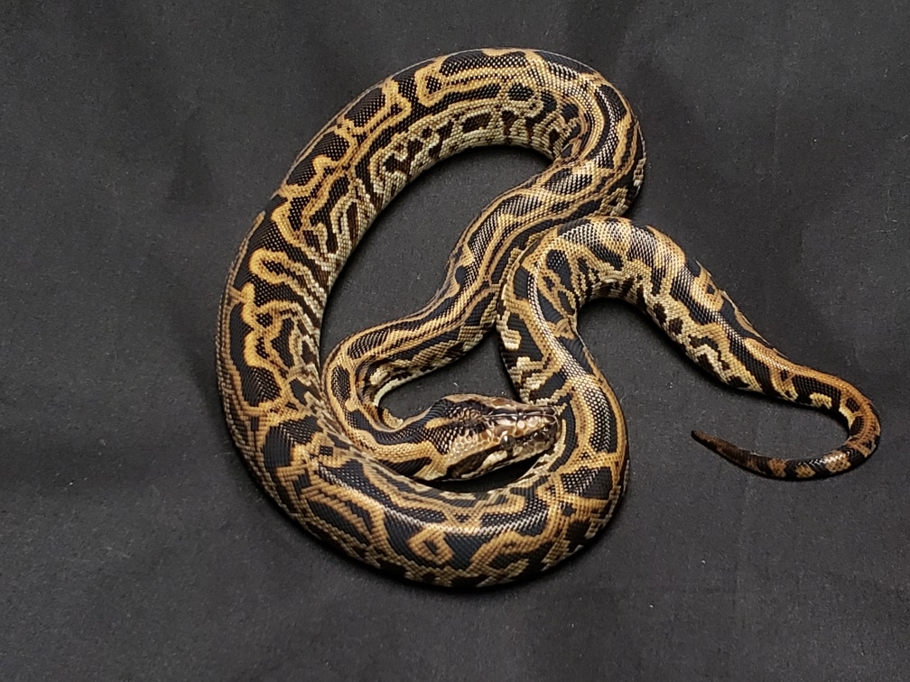 Labyrinth 100% Het Albino Burmese Python by CV Exotics inc. - MorphMarket