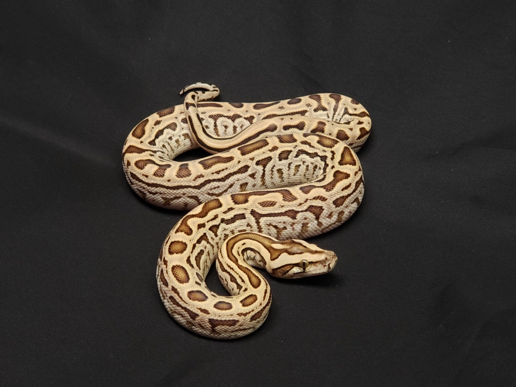 Hypo Labyrinth 100% Het Albino Burmese Python by CV Exotics inc ...