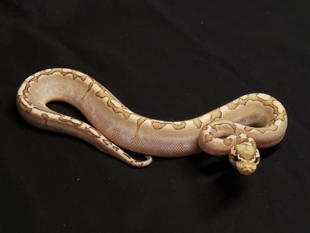 Bamboo Pastel Woma Ball Python by CV Exotics inc. - MorphMarket