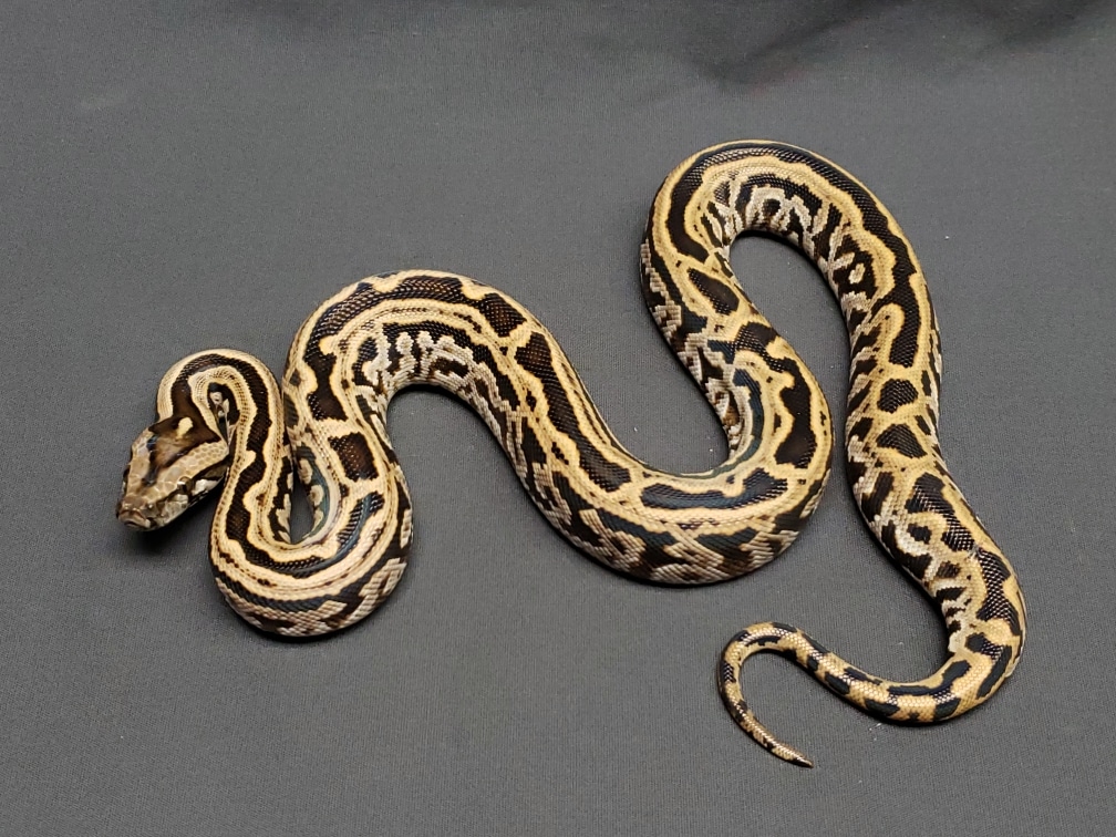 Labyrinth 100% Het Albino Burmese Python by CV Exotics inc. - MorphMarket