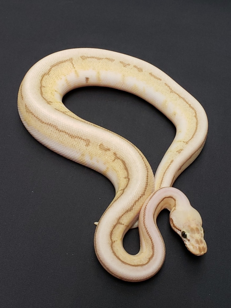 Queen Spin Ball Python by CV Exotics inc. - MorphMarket