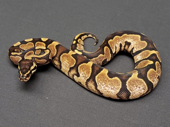 Calico Ball Python by CV Exotics inc.