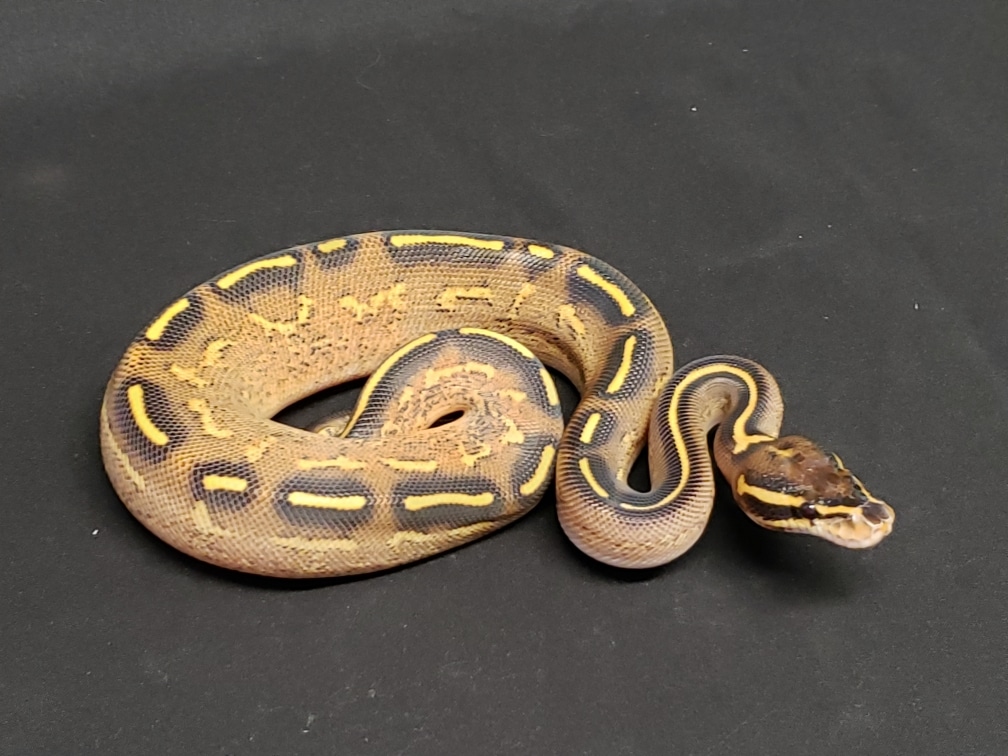 Freeway (Asphalt Yellow Belly) Ball Python by CV Exotics inc. - MorphMarket