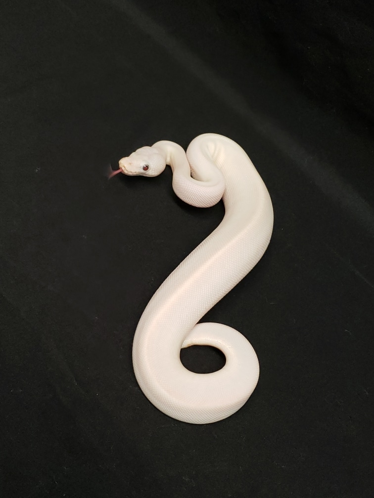 Lucy (Super Lesser) Ball Python by CV Exotics inc. - MorphMarket