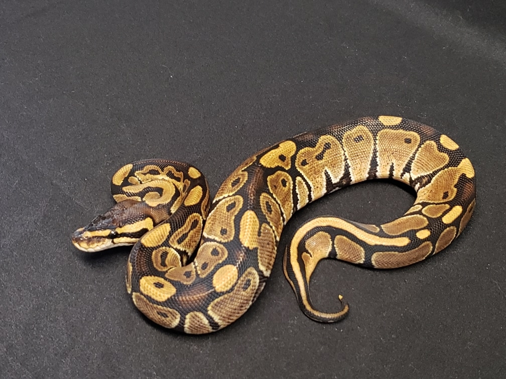 100% Het Caramel Ball Python by CV Exotics inc. - MorphMarket