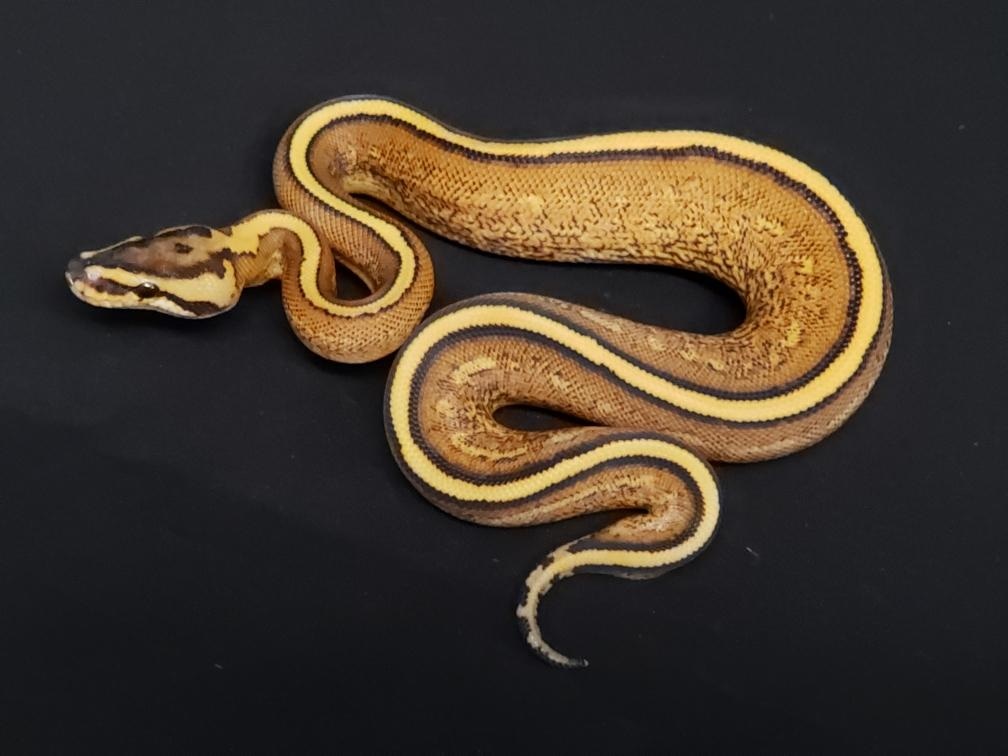 Super Stripe Ball Python by CV Exotics inc. - MorphMarket