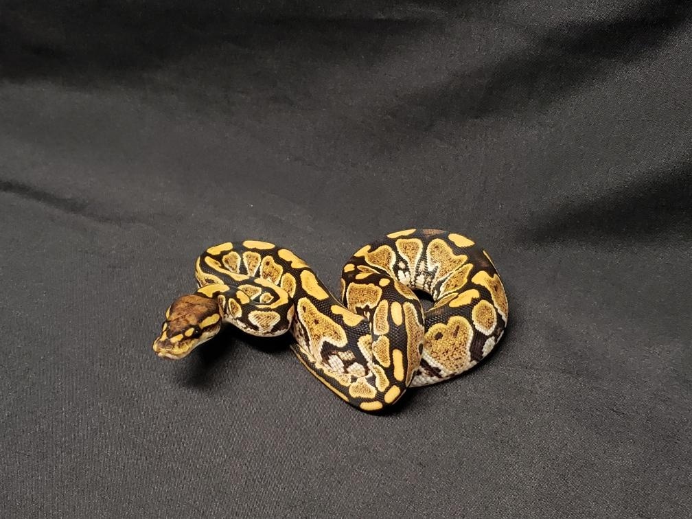 White Lace Ball Python by CV Exotics inc. - MorphMarket