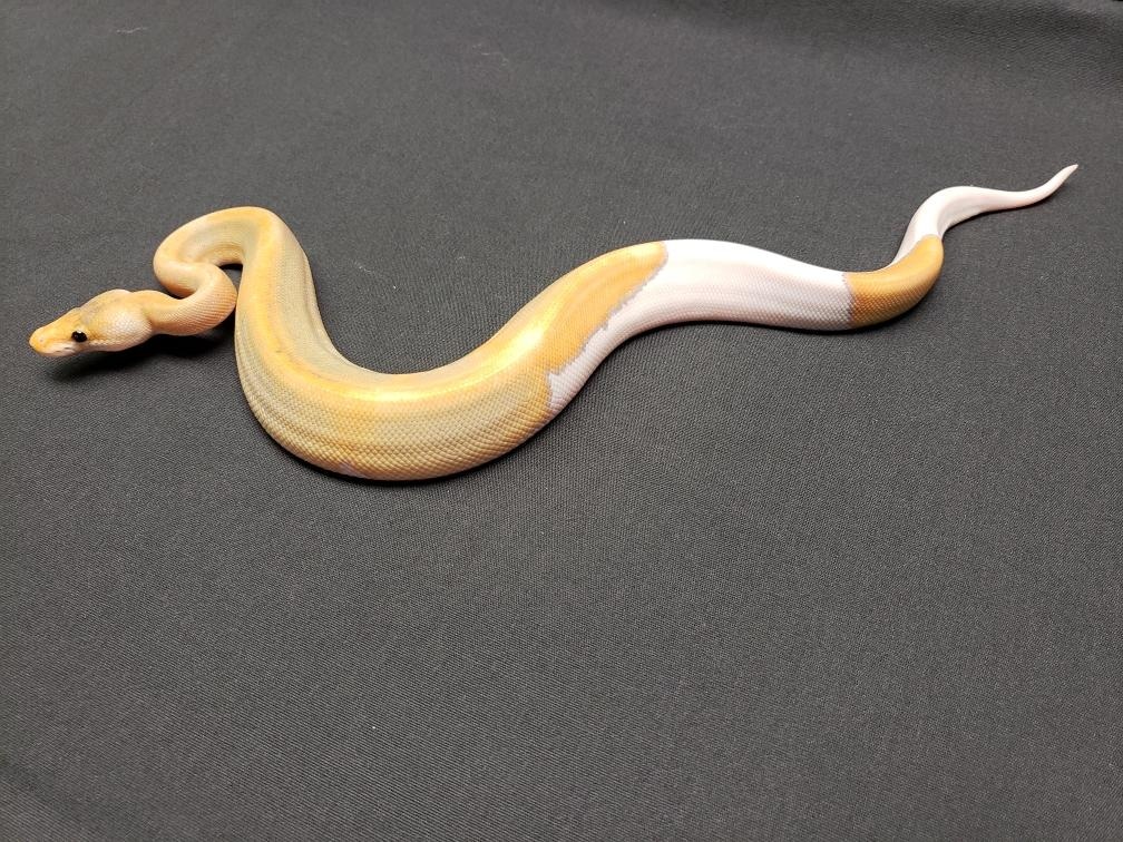 Mimosa 100% Het Pied Ball Python by CV Exotics inc. - MorphMarket