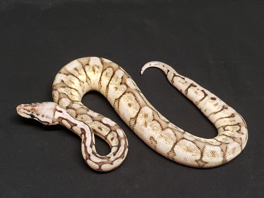 Black Widow (Black Pastel, Pastel, Spider) Ball Python by CV Exotics ...
