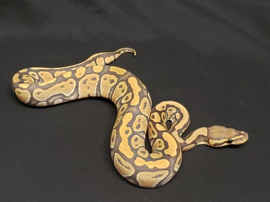 Ghost Orange Line Granite Ball Python by CV Exotics inc.