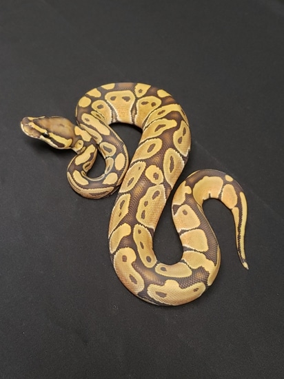 Enchi Ghost Ball Python by CV Exotics inc.