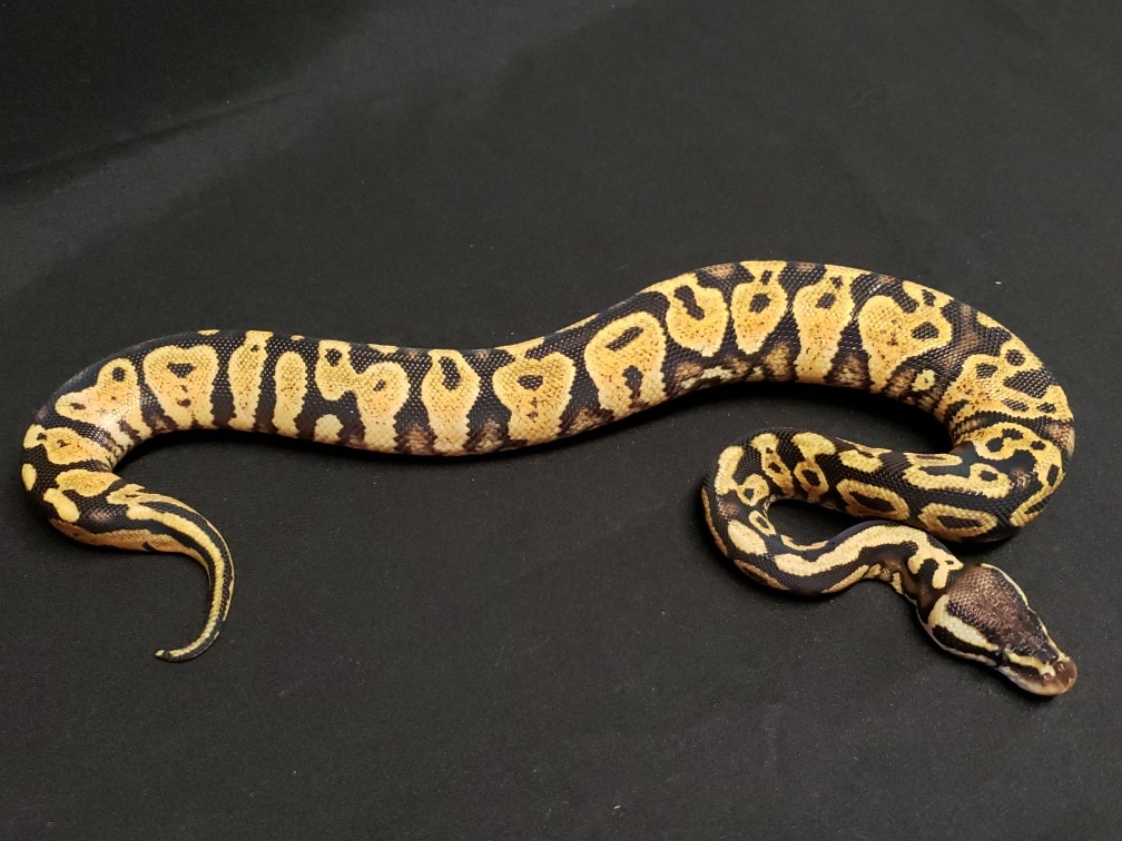 Yellow Belly Pastel Granite Ball Python by CV Exotics inc. - MorphMarket