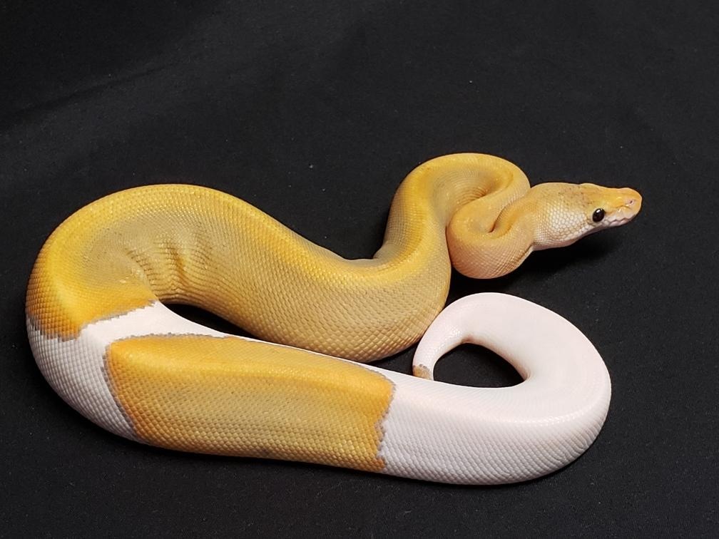 Mimosa 100% Het Pied Ball Python by CV Exotics inc. - MorphMarket