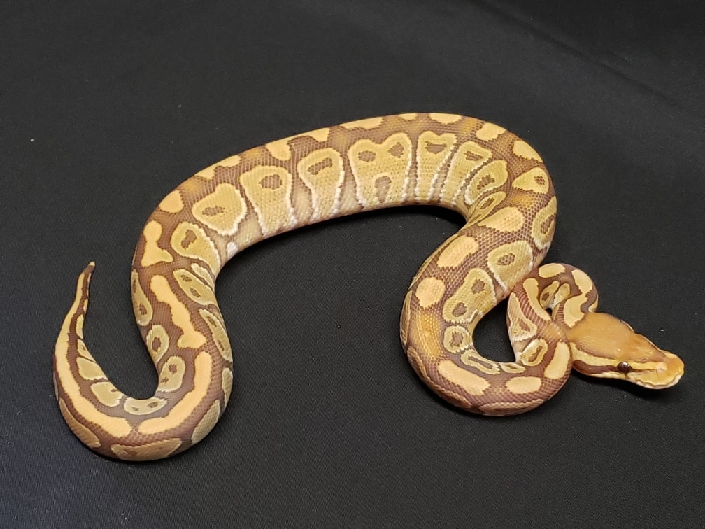 Caramel Ball Python by CV Exotics inc. - MorphMarket