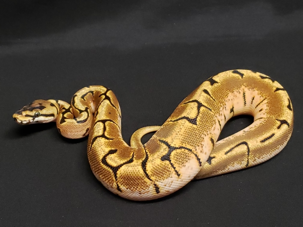 Spider Jungle Woma Ball Python by CV Exotics inc. - MorphMarket