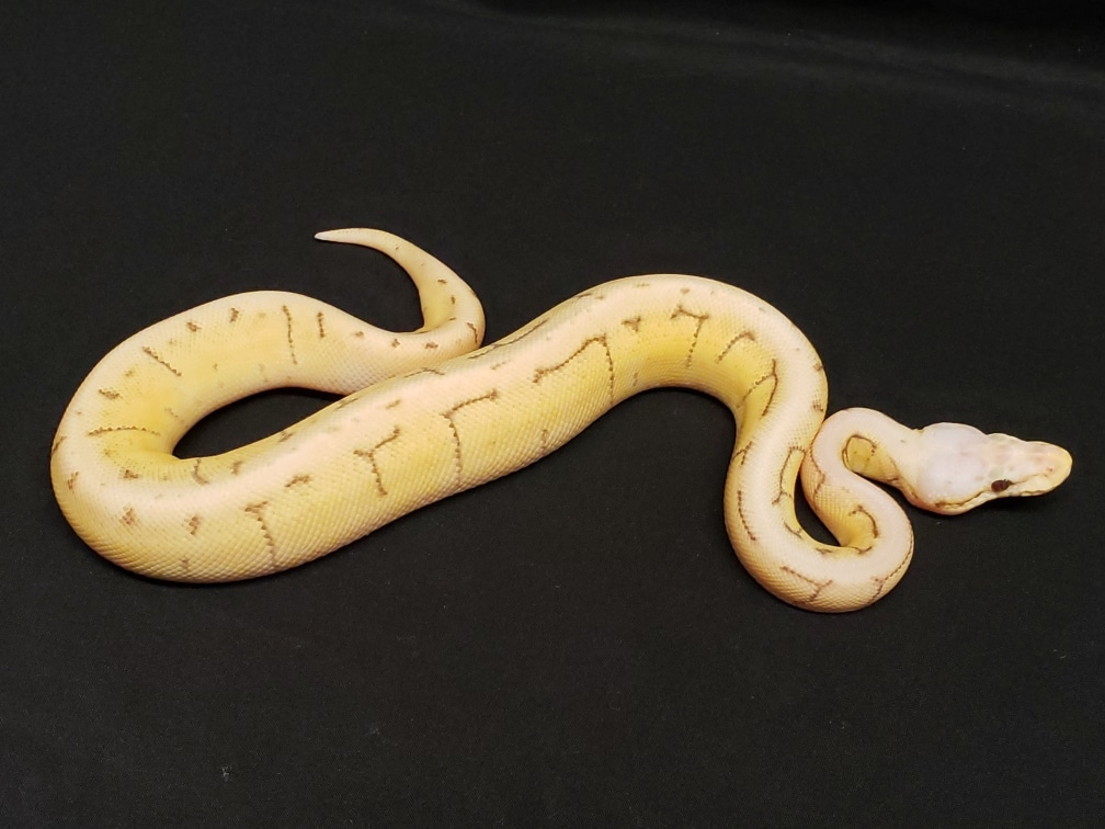 Spinner Blast 100% Het Caramel Possible Enchi (Spider Pastel Pinstripe ...