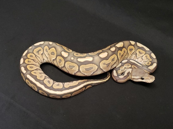 Black Pastel Ghost Ball Python by CV Exotics inc.