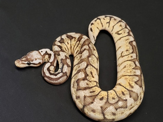 Black Widow (Black Pastel, Pastel, Spider, Granite) Ball Python by CV Exotics inc.