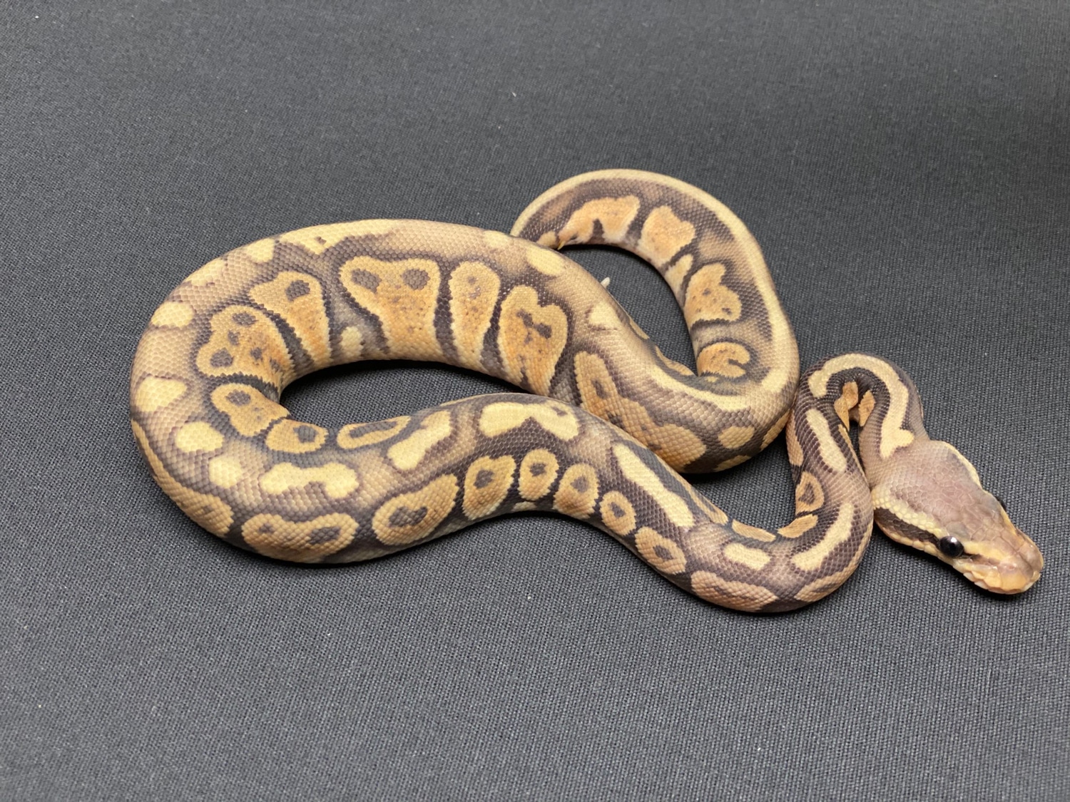 Ghost Pastel Ball Python by CV Exotics inc. - MorphMarket