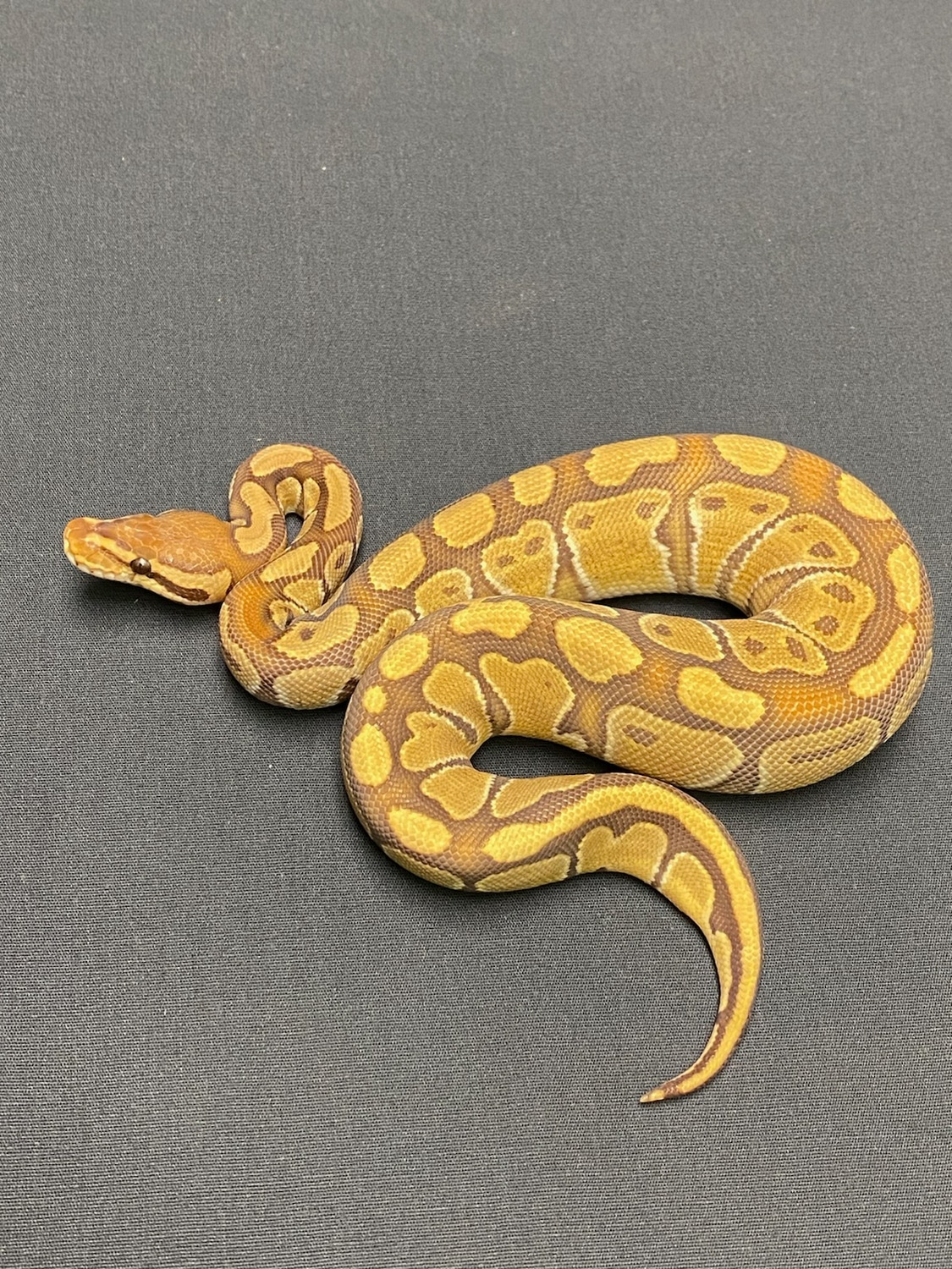 Caramel Ball Python by CV Exotics inc. - MorphMarket