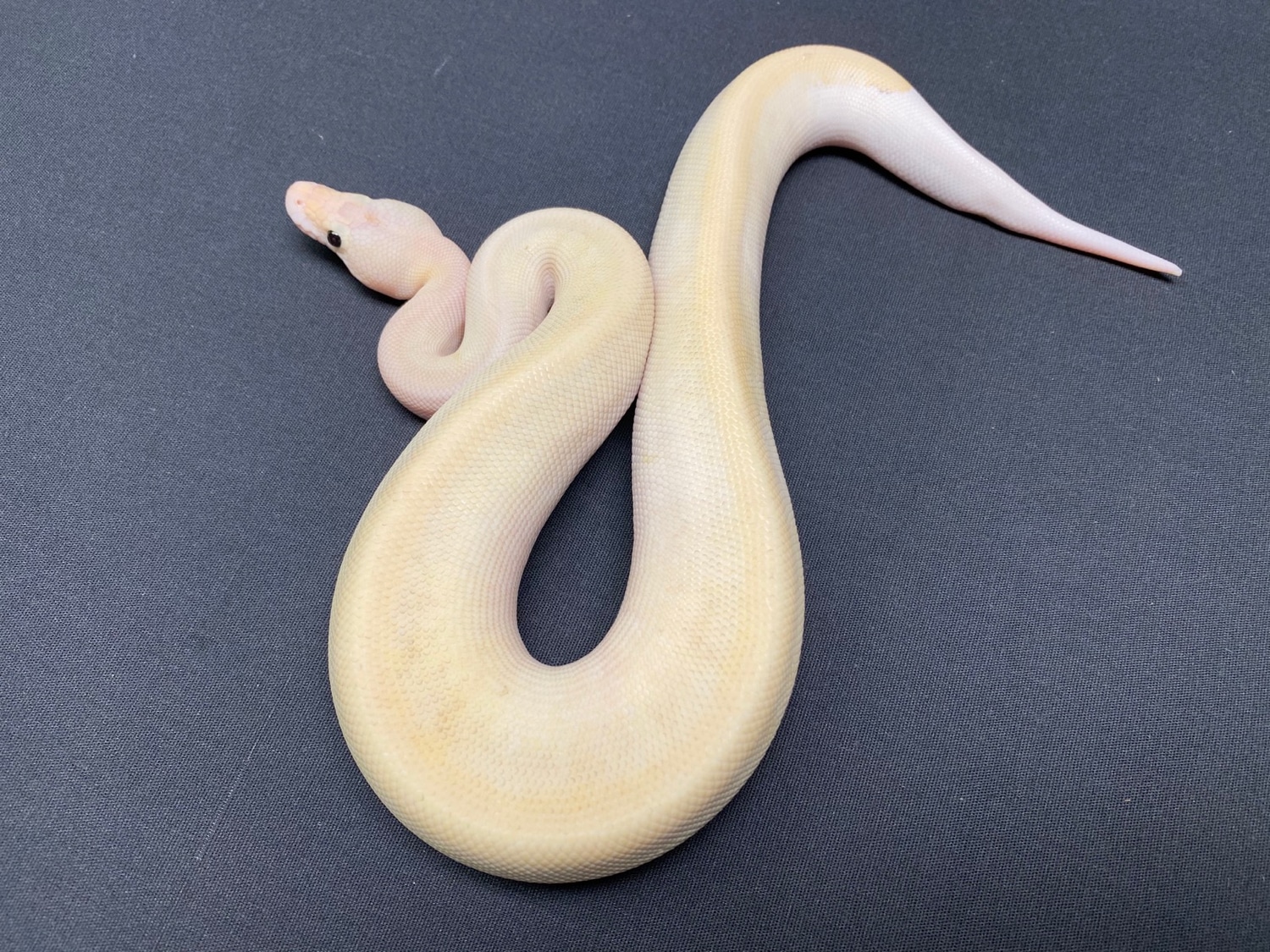 Super Pastel Lesser Champagne Ball Python by CV Exotics inc. - MorphMarket
