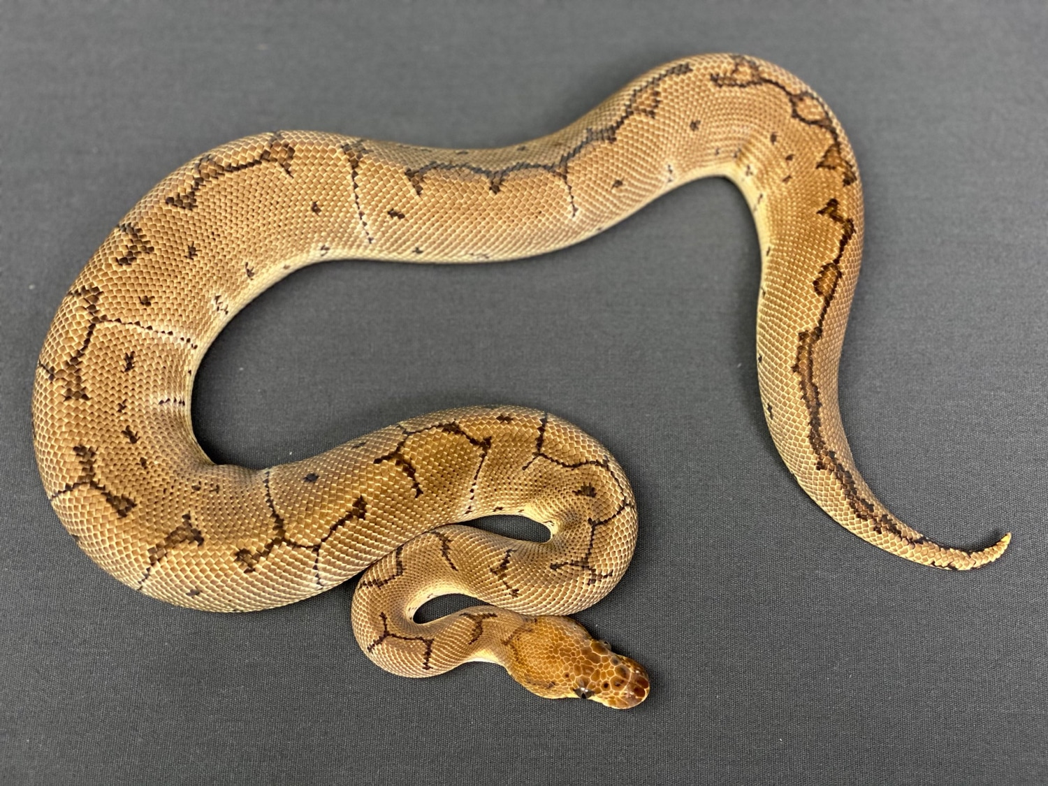 Clown Pinstripe Ball Python by CV Exotics inc. - MorphMarket