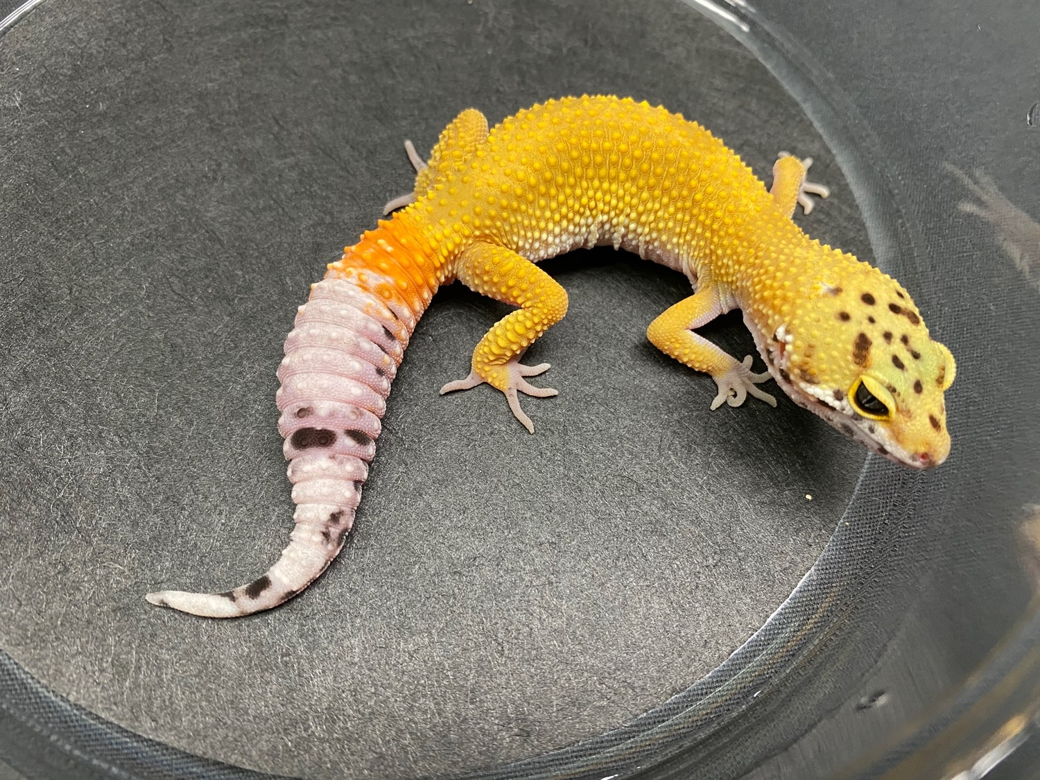 Hypo Jungle Leopard Gecko by CV Exotics inc. - MorphMarket