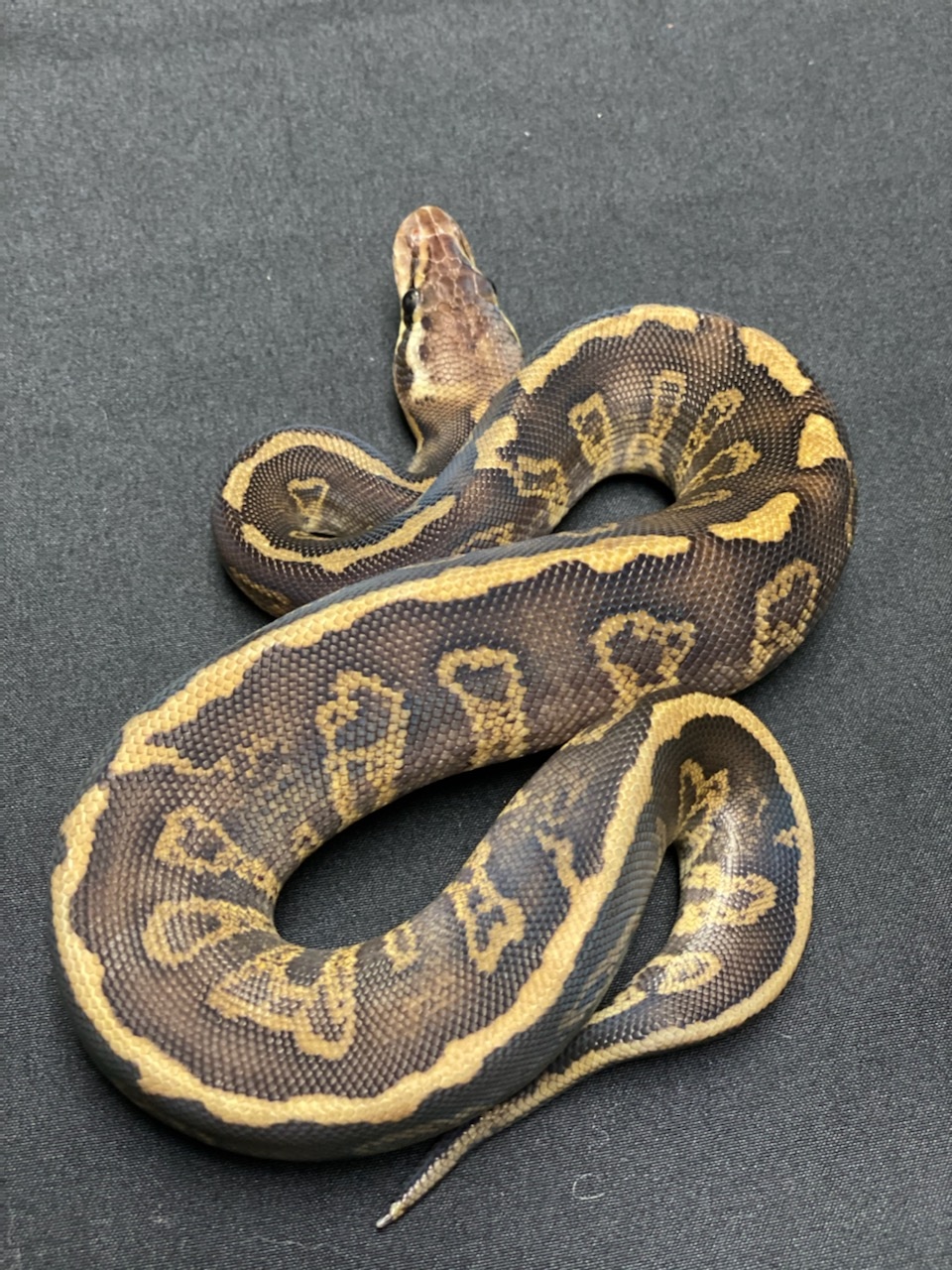 Super Sable Pastel Ball Python by CV Exotics inc. - MorphMarket