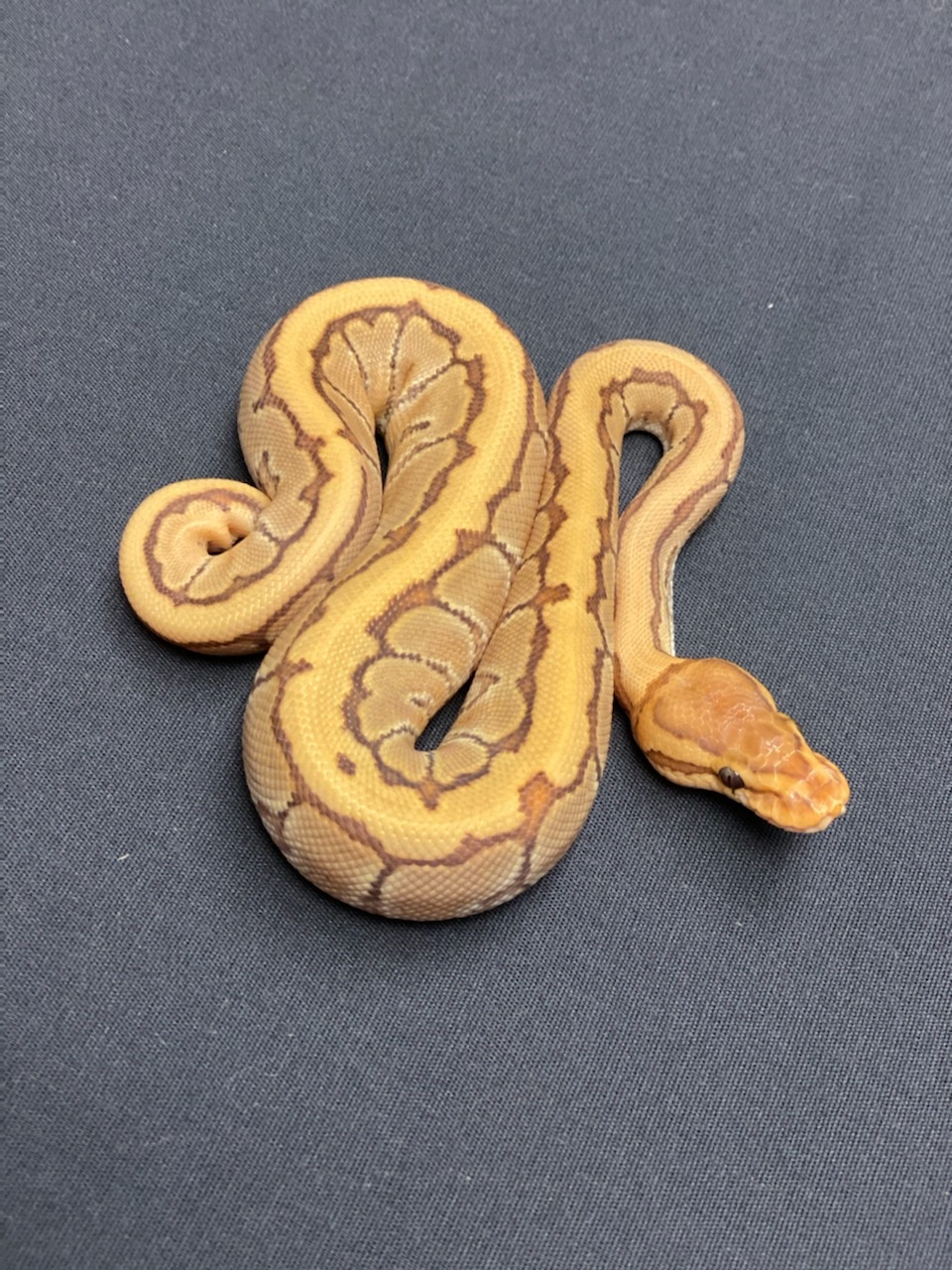 Caramel Pinstripe 100% Het Ghost Ball Python by CV Exotics inc ...