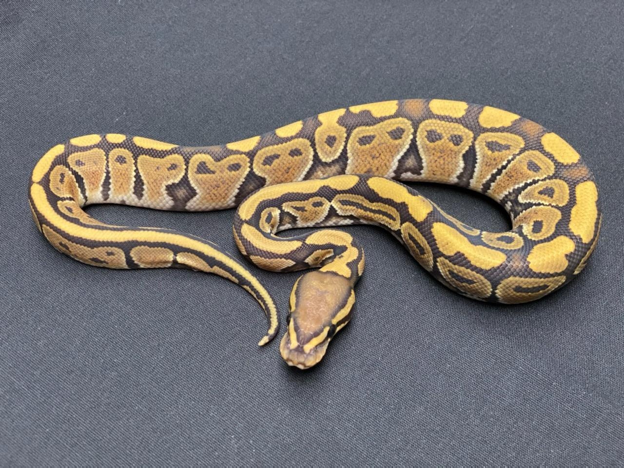 Orange Ghost Granite Ball Python by CV Exotics inc. - MorphMarket