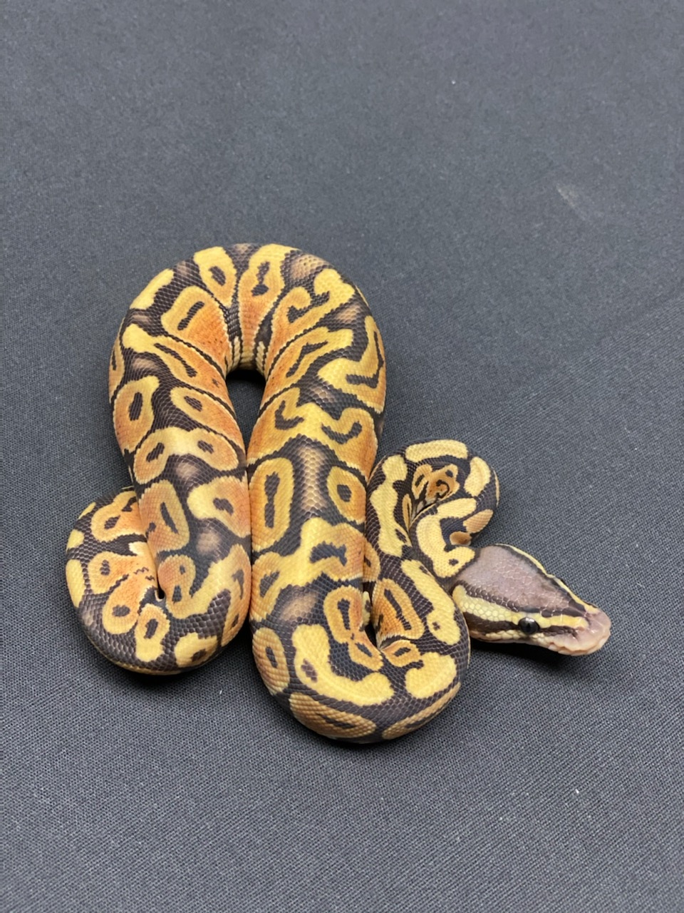 Pastel Orange Ghost Granite Ball Python by CV Exotics inc. - MorphMarket