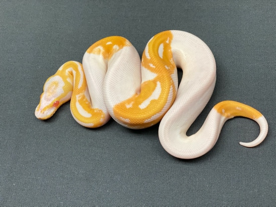 Albino Pied Ball Python by CV Exotics inc.