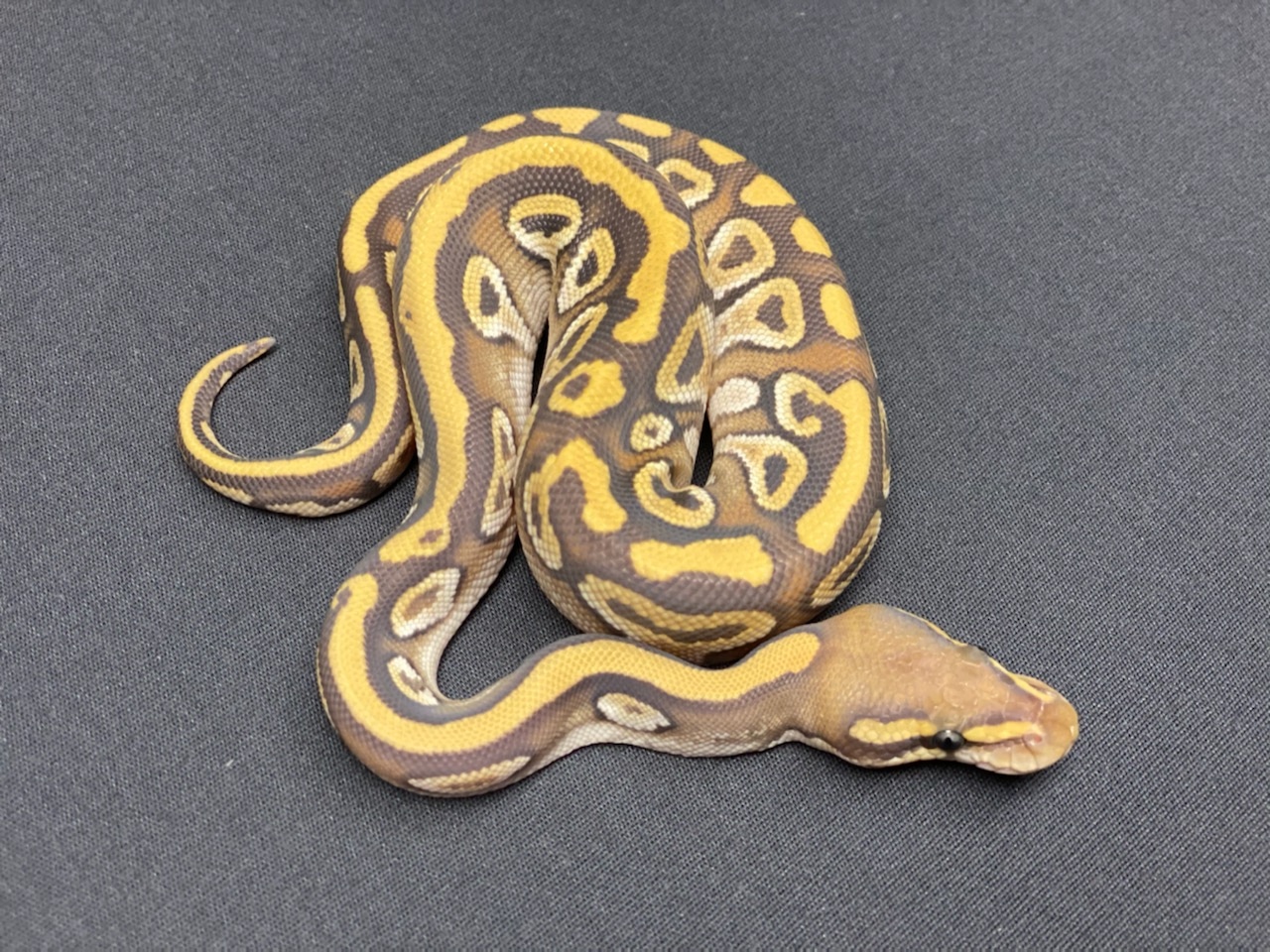Ghost Mojave Ball Python by CV Exotics inc. - MorphMarket