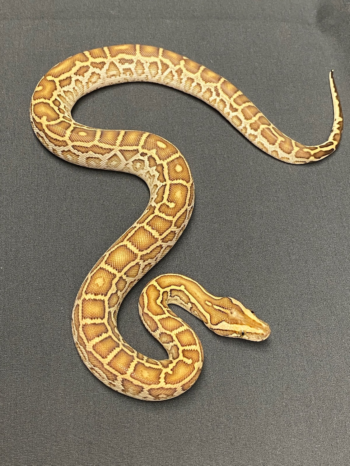 Hypo 66% Het Albino Burmese Python by CV Exotics inc. - MorphMarket