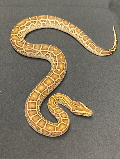 Hypo 66% Het Albino Burmese Python by CV Exotics inc.