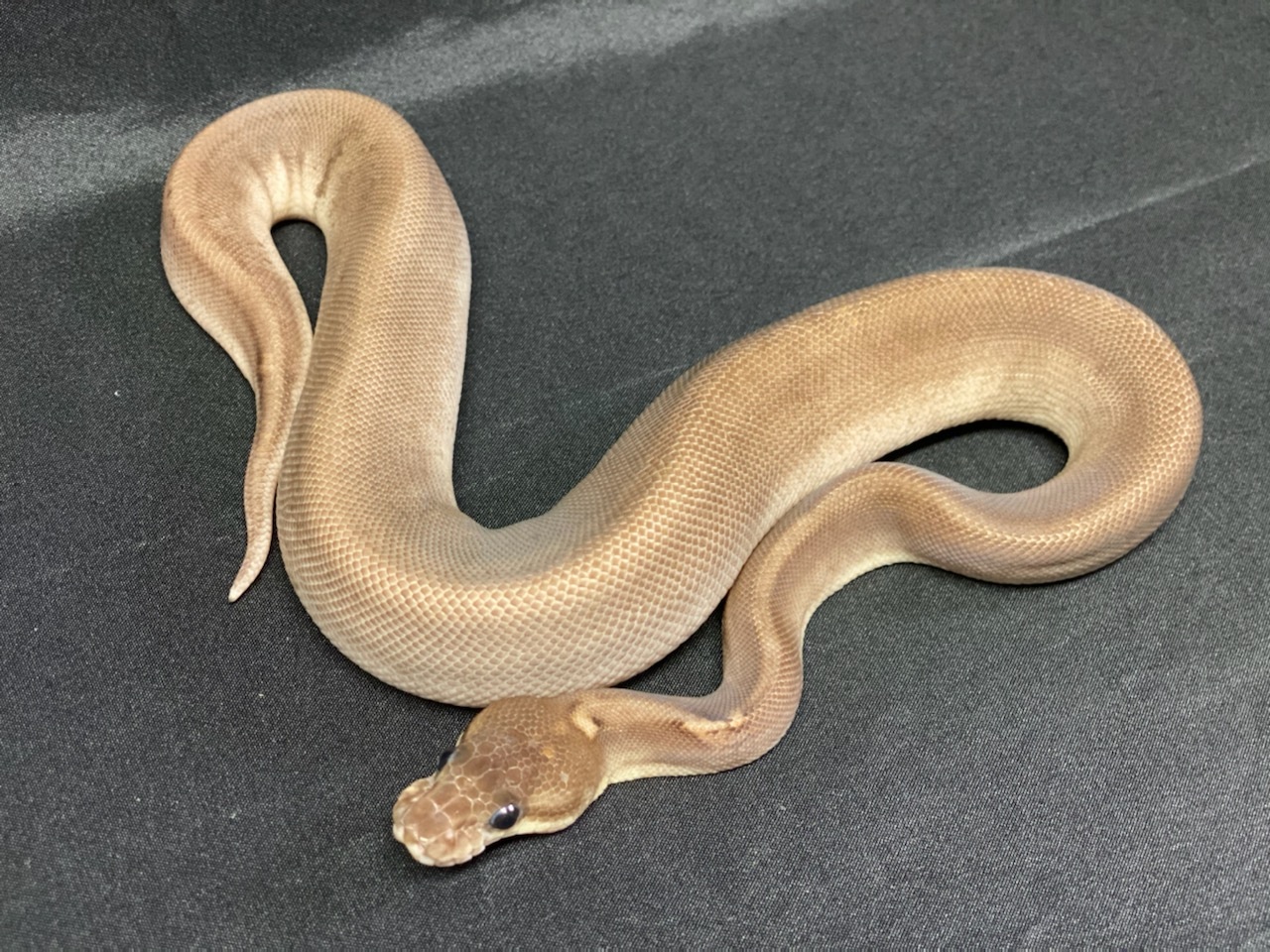Super Black Pastel Ball Python by CV Exotics inc. - MorphMarket