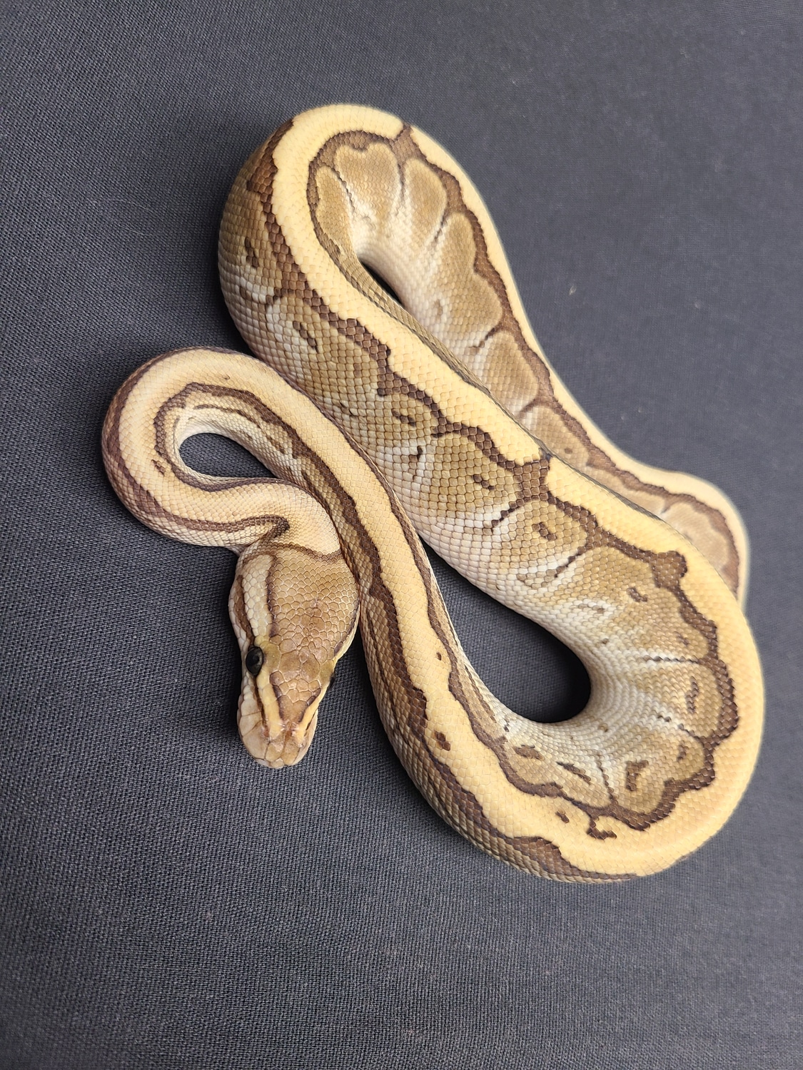 Lesser Pinstripe Ball Python by CV Exotics inc. - MorphMarket