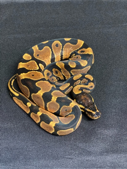 Yellow Belly Or Spark Or Asphalt Ball Python by CV Exotics inc.