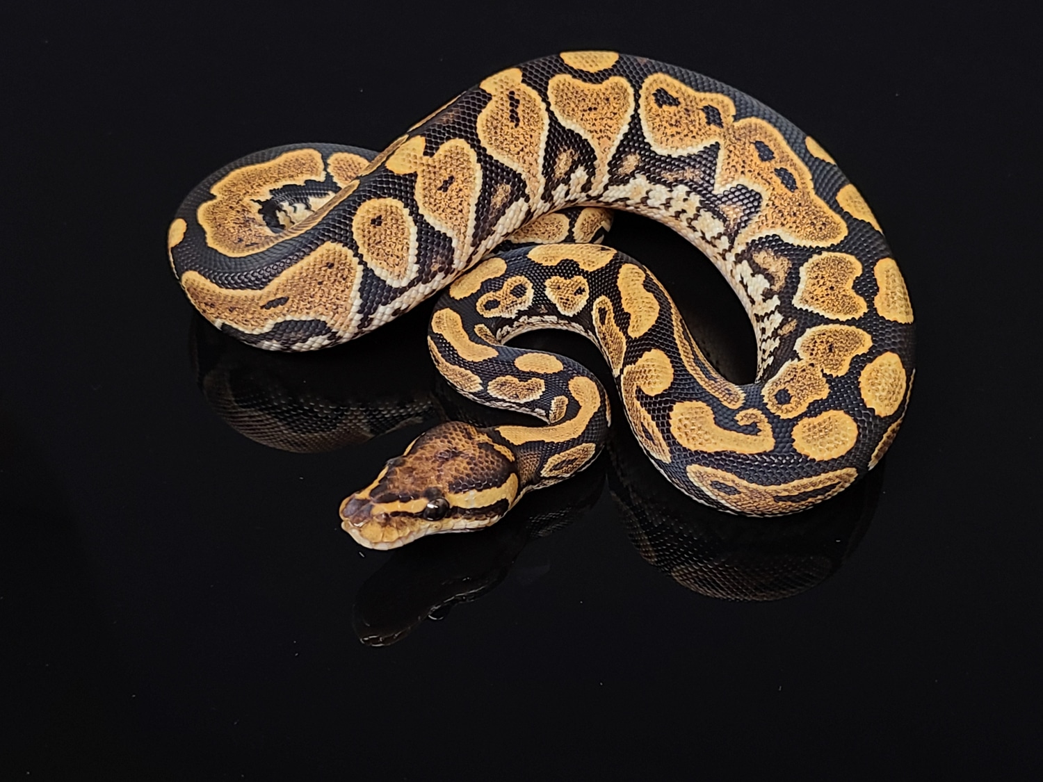 White Lace 50 Het Clown Ball Python By Cv Exotics Inc Morphmarket