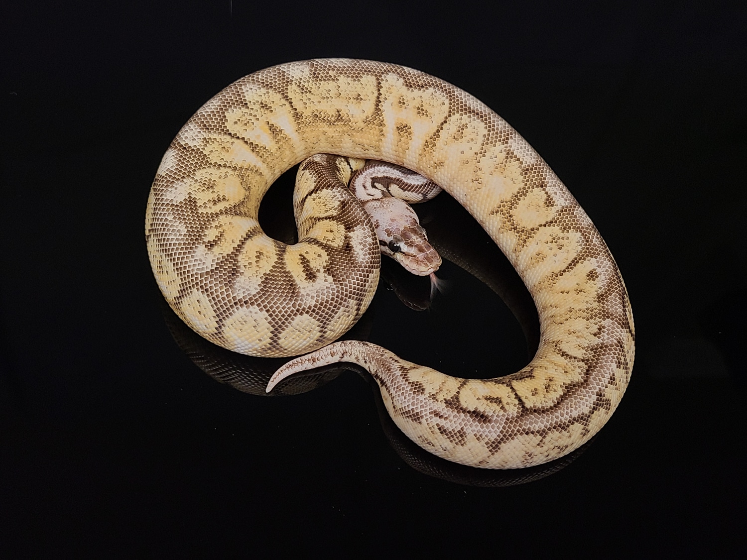 Black Widow Yellow Belly Or Asphalt Ball Python by CV Exotics inc ...