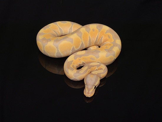Banana Jungle Woma Ball Python by CV Exotics inc.