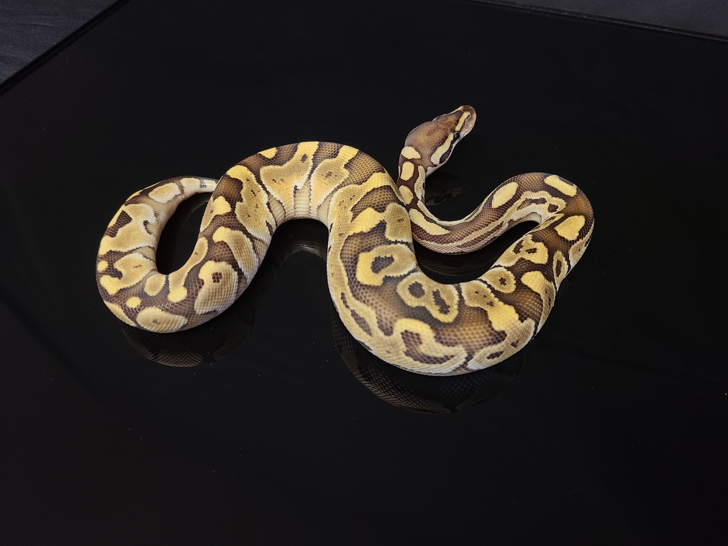 Lesser 50% Het Clown Ball Python by CV Exotics inc. - MorphMarket