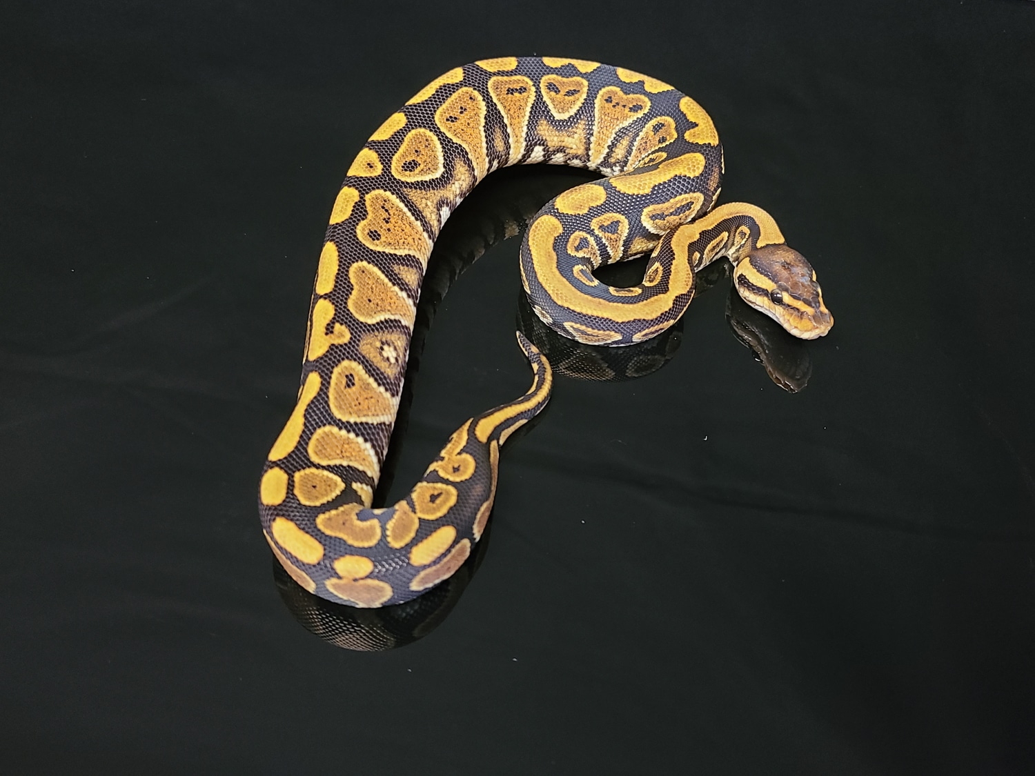 Lace Ball Python by CV Exotics inc. - MorphMarket