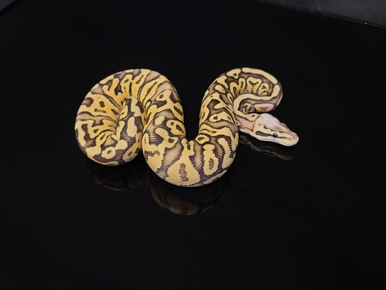 Super Pastel Fire Granite Ball Python by CV Exotics inc.