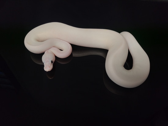 Super Fire Ball Python by CV Exotics inc.